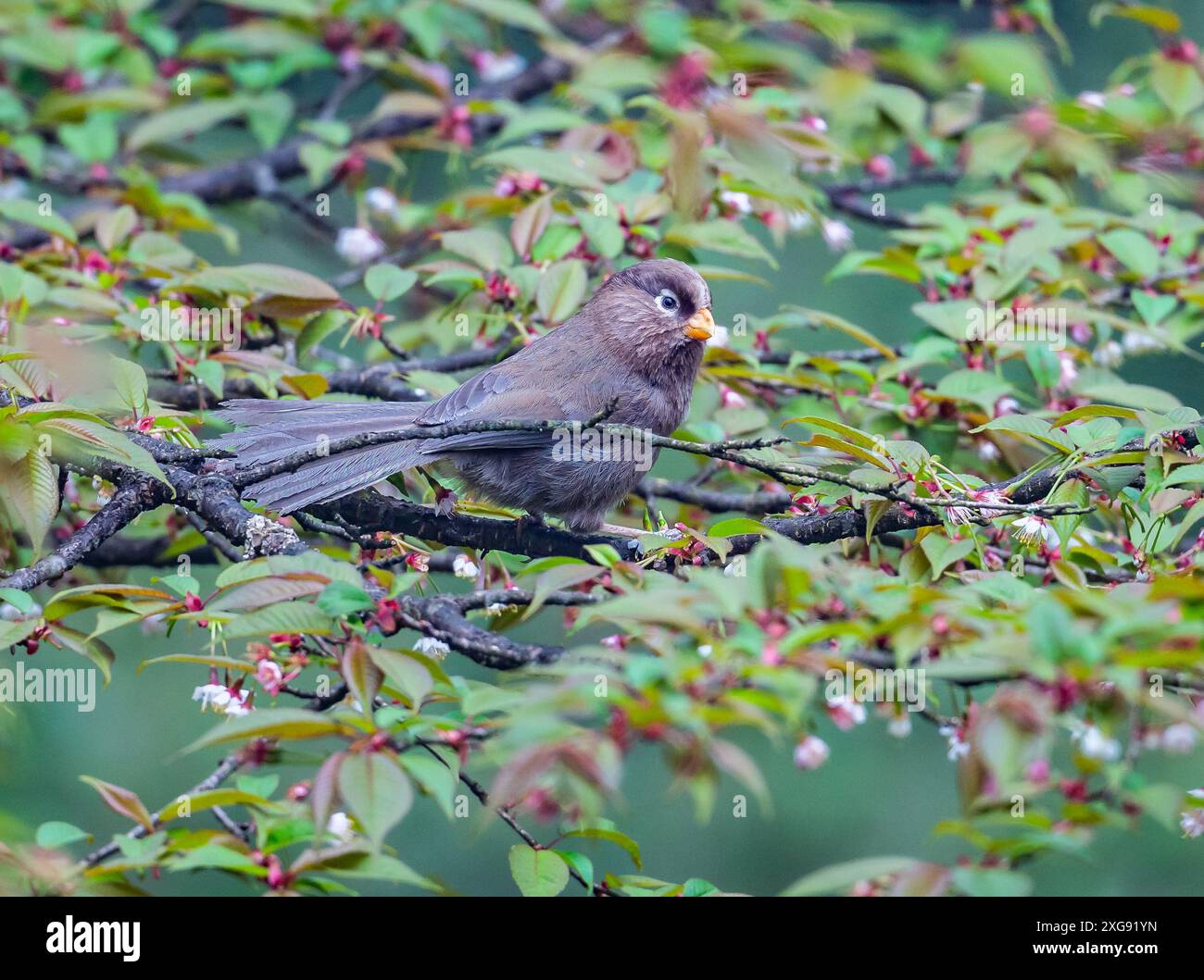 Three toed parrotbill hi-res stock photography and images - Alamy