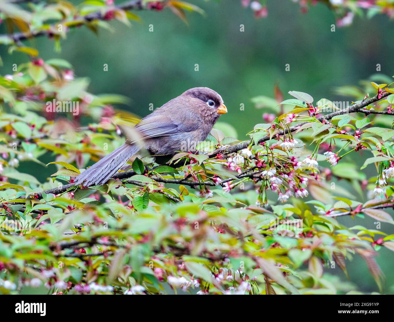 Three toed parrotbill hi-res stock photography and images - Alamy