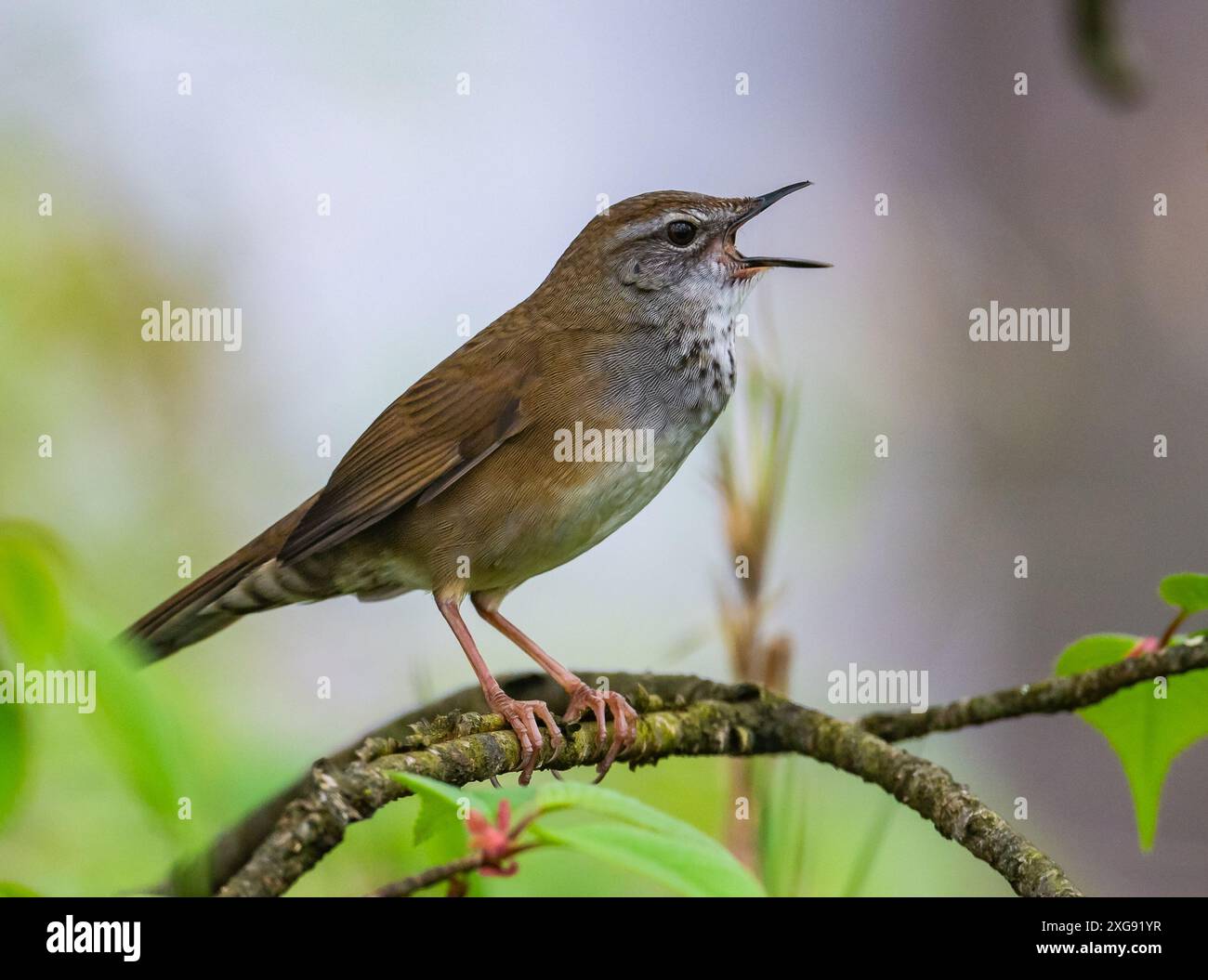 Spotted bush warbler hi-res stock photography and images - Alamy