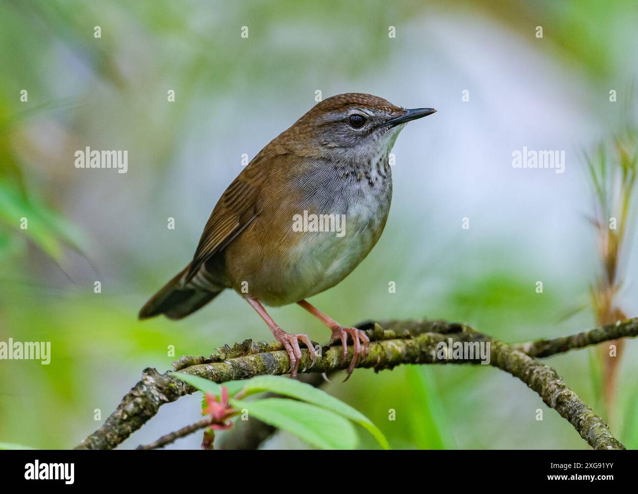A Spotted Bush Warbler (Locustella thoracica) perched on a branch ...
