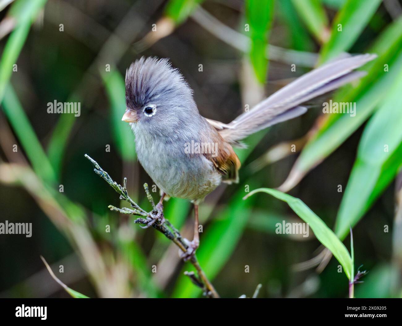Gray hooded parrotbill hi-res stock photography and images - Alamy