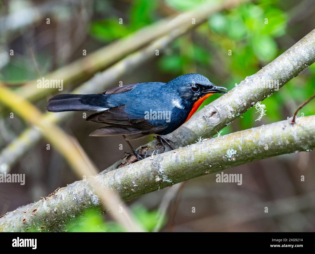 Pectardens hi-res stock photography and images - Alamy