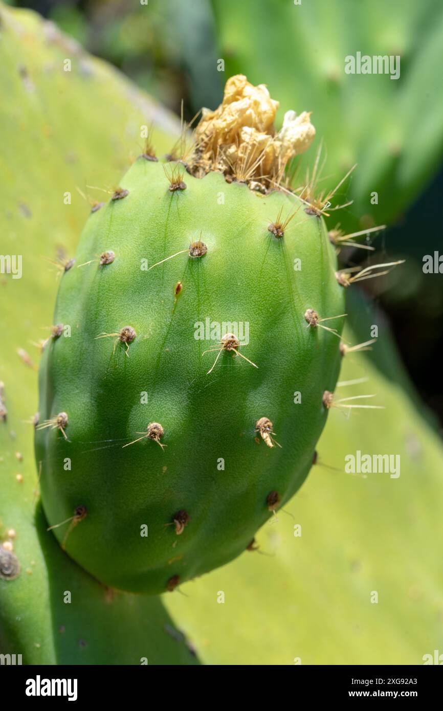 Green india fig in development process with flower traces Stock Photo ...