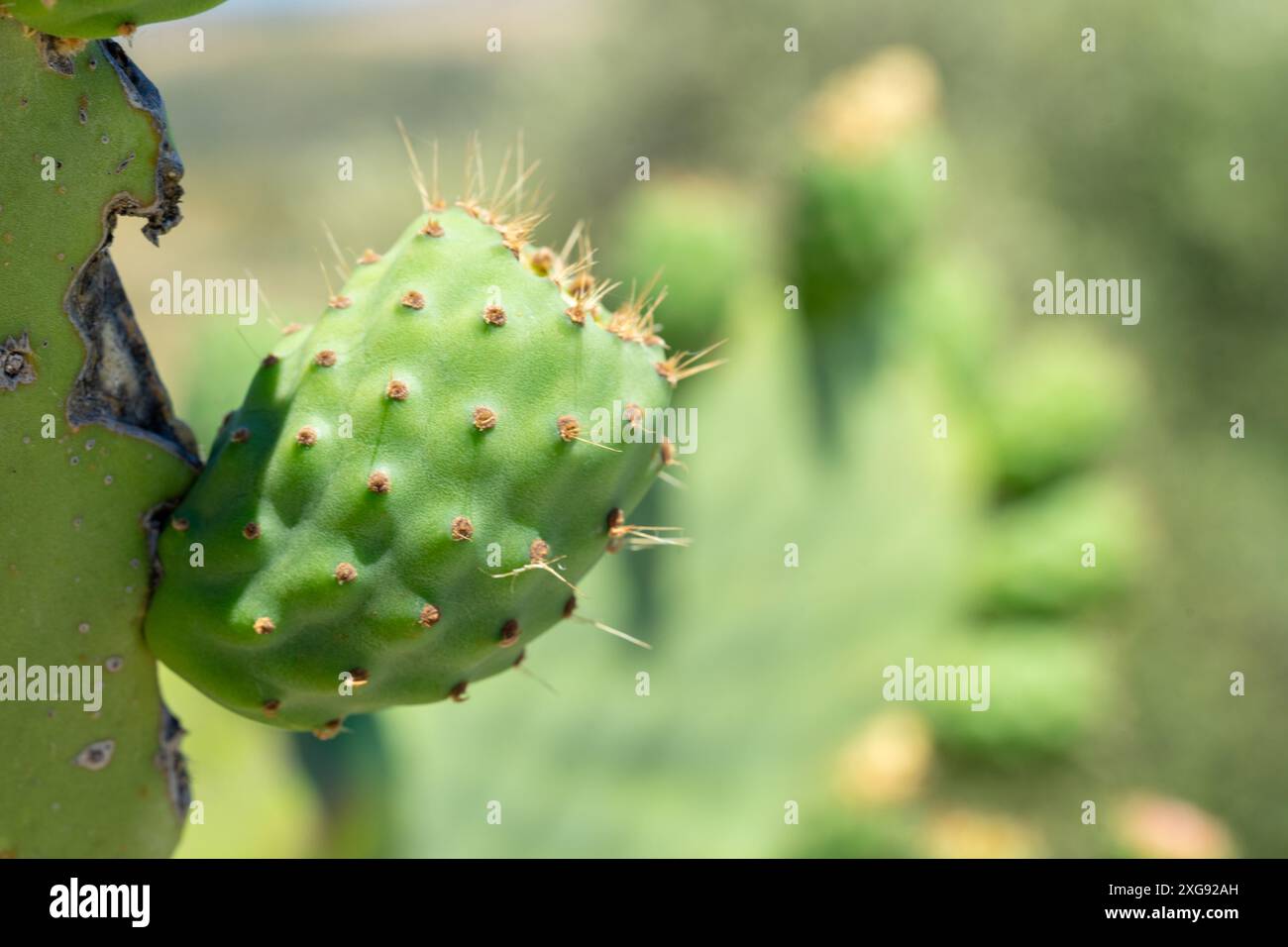 Green india fig in development process with flower traces Stock Photo ...