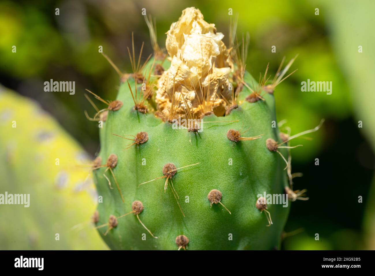 Green india fig in development process with flower traces Stock Photo ...