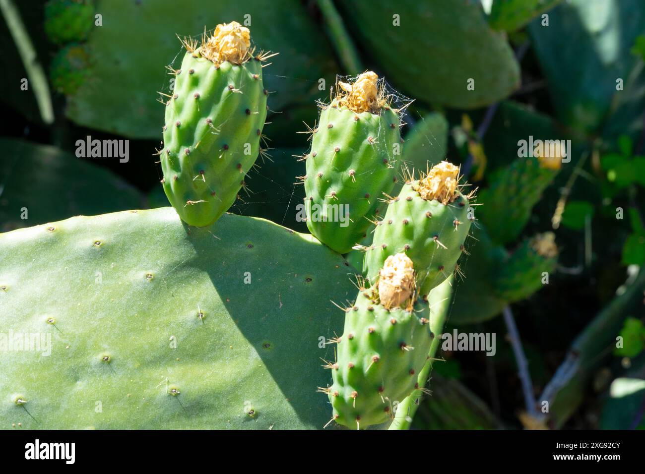 Green india fig in development process with flower traces Stock Photo ...