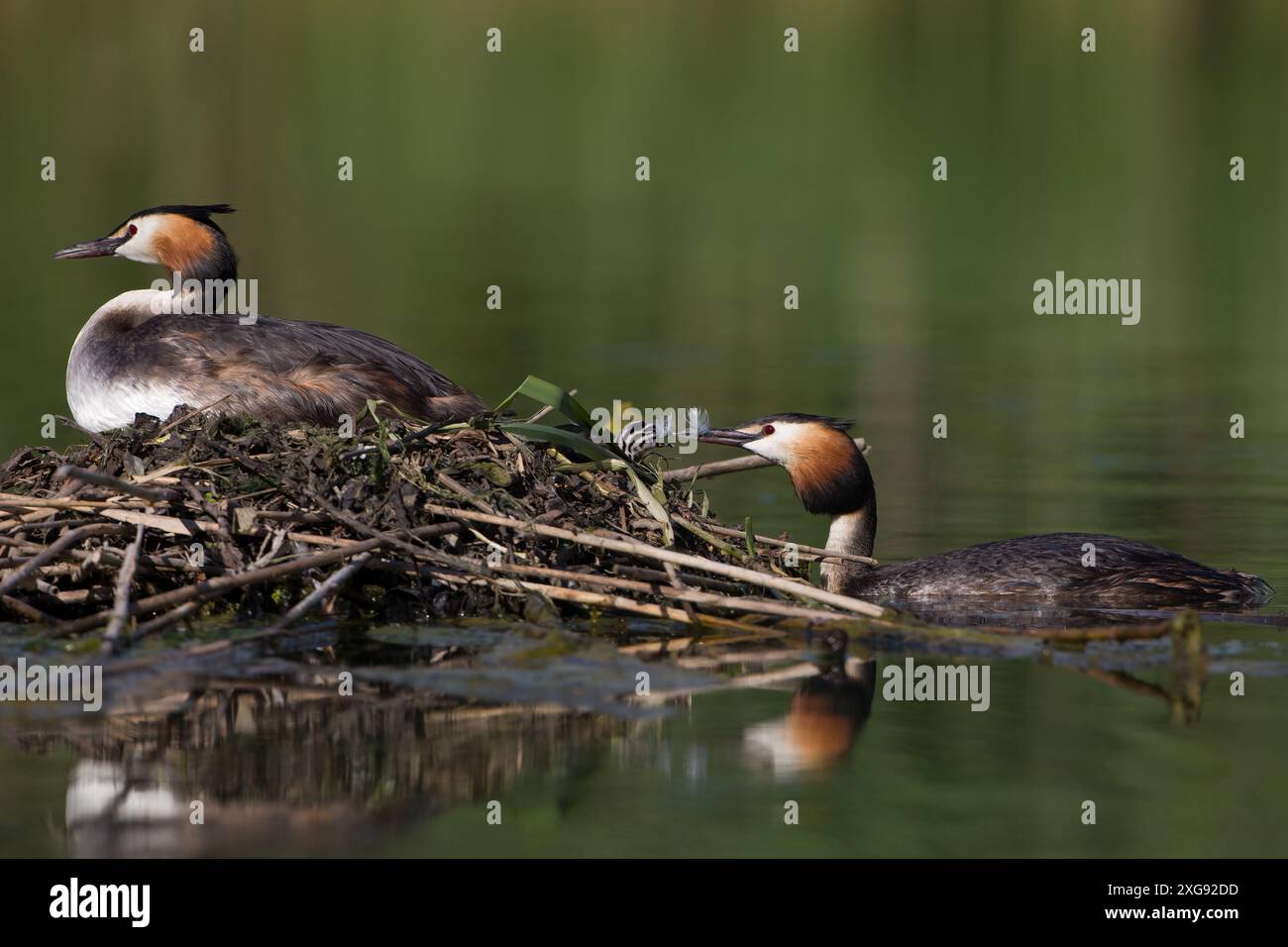 Great Crested Grebes and their young Stock Photo - Alamy