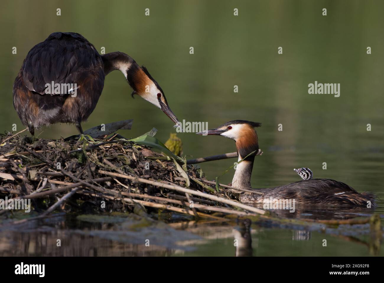 Great Crested Grebes and their young Stock Photo - Alamy