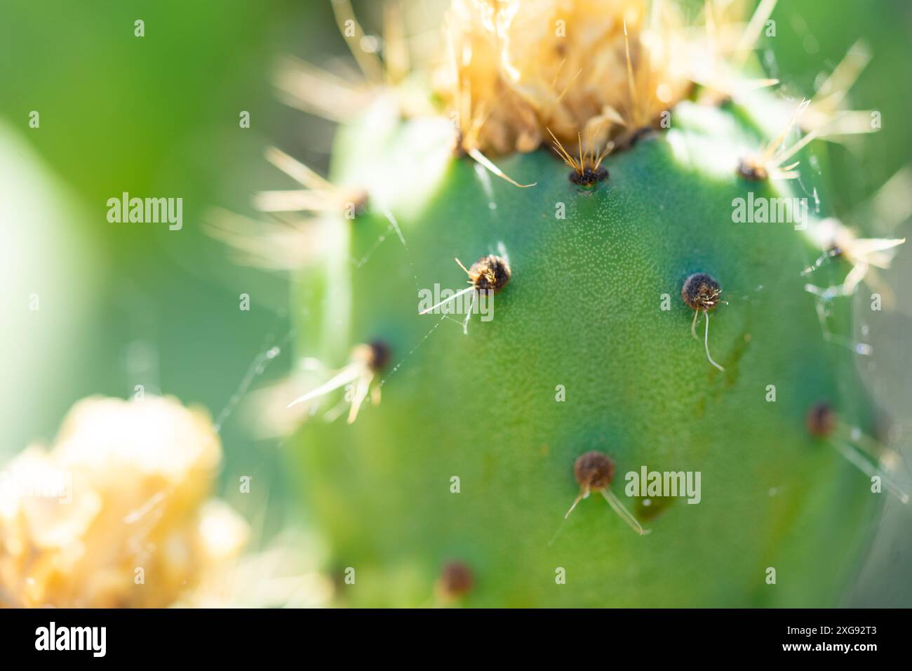 Green india fig in development process with flower traces Stock Photo ...
