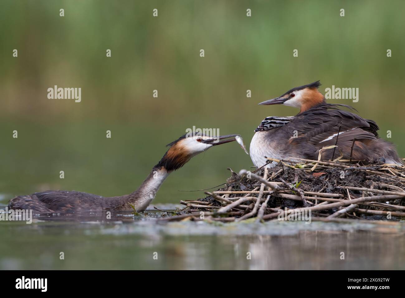 Great Crested Grebes and their young Stock Photo - Alamy