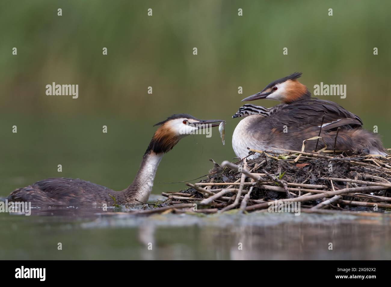 Great Crested Grebes and their young Stock Photo - Alamy