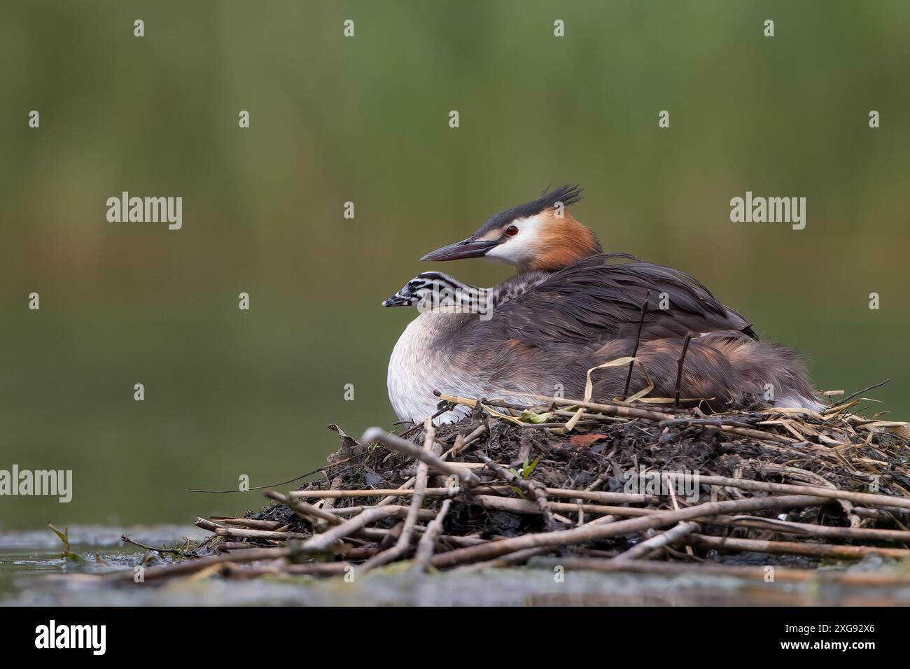 Great Crested Grebes and their young Stock Photo - Alamy
