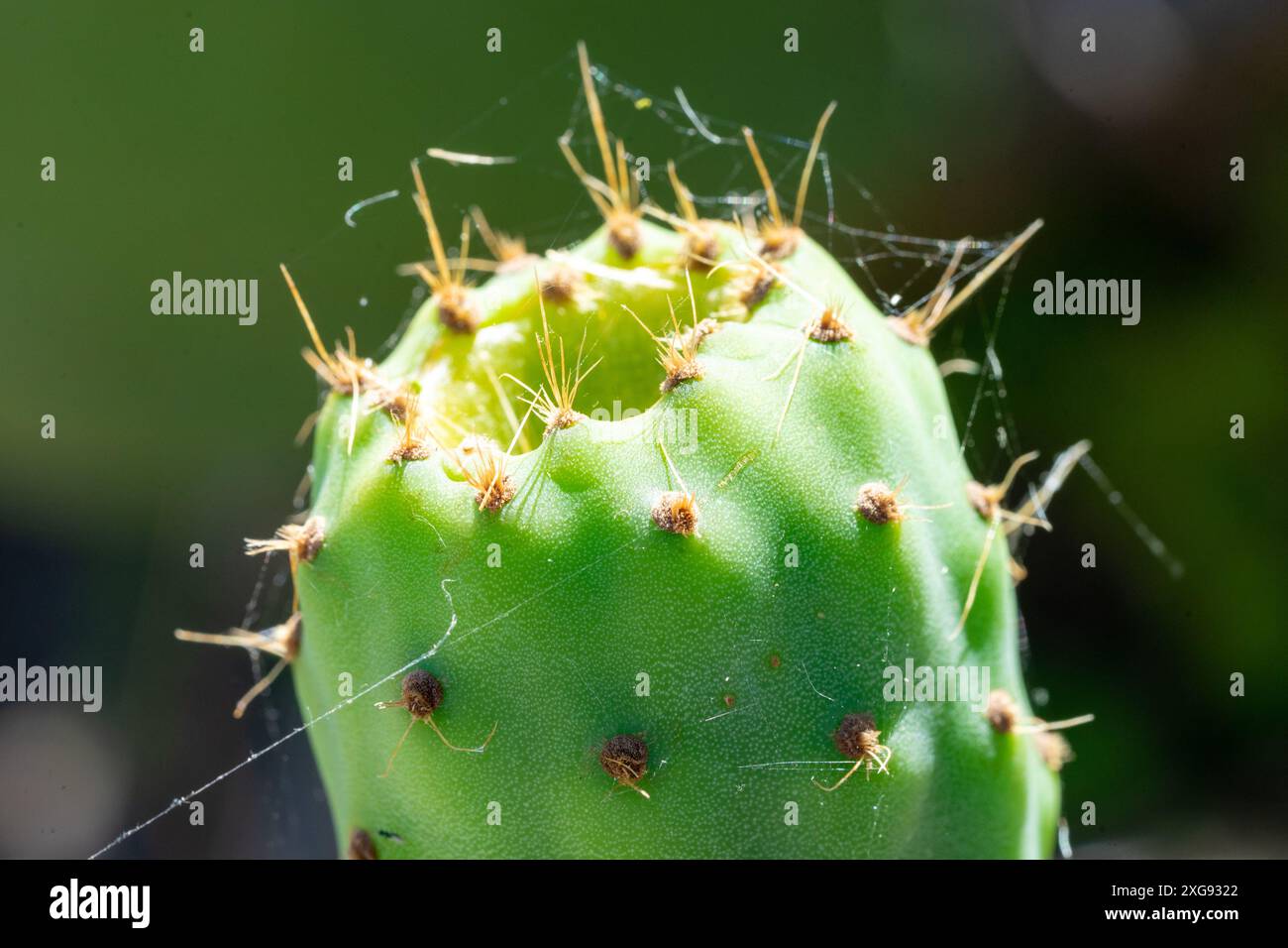 Green india fig in development process with flower traces Stock Photo ...