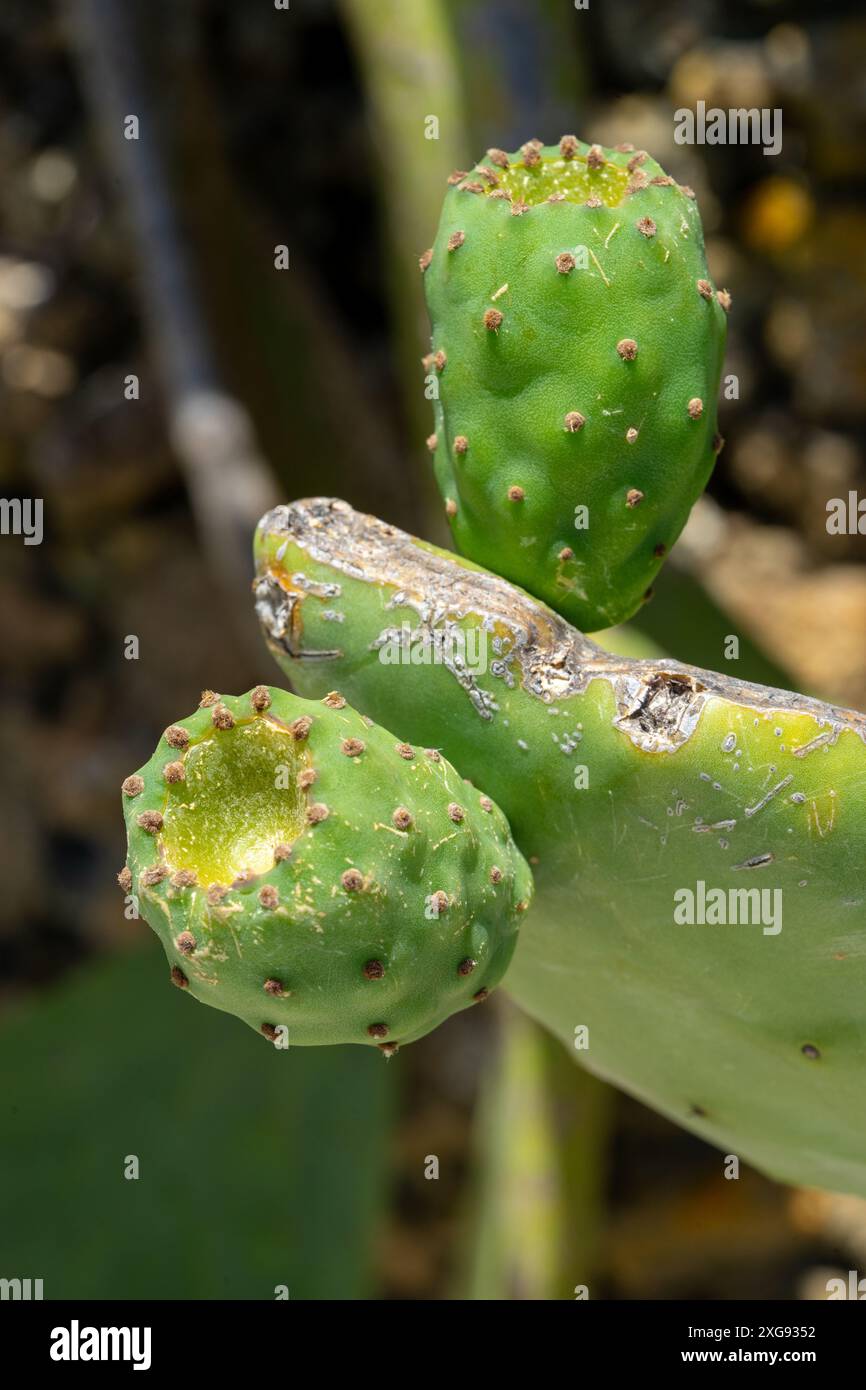 Green india fig in development process with flower traces Stock Photo ...