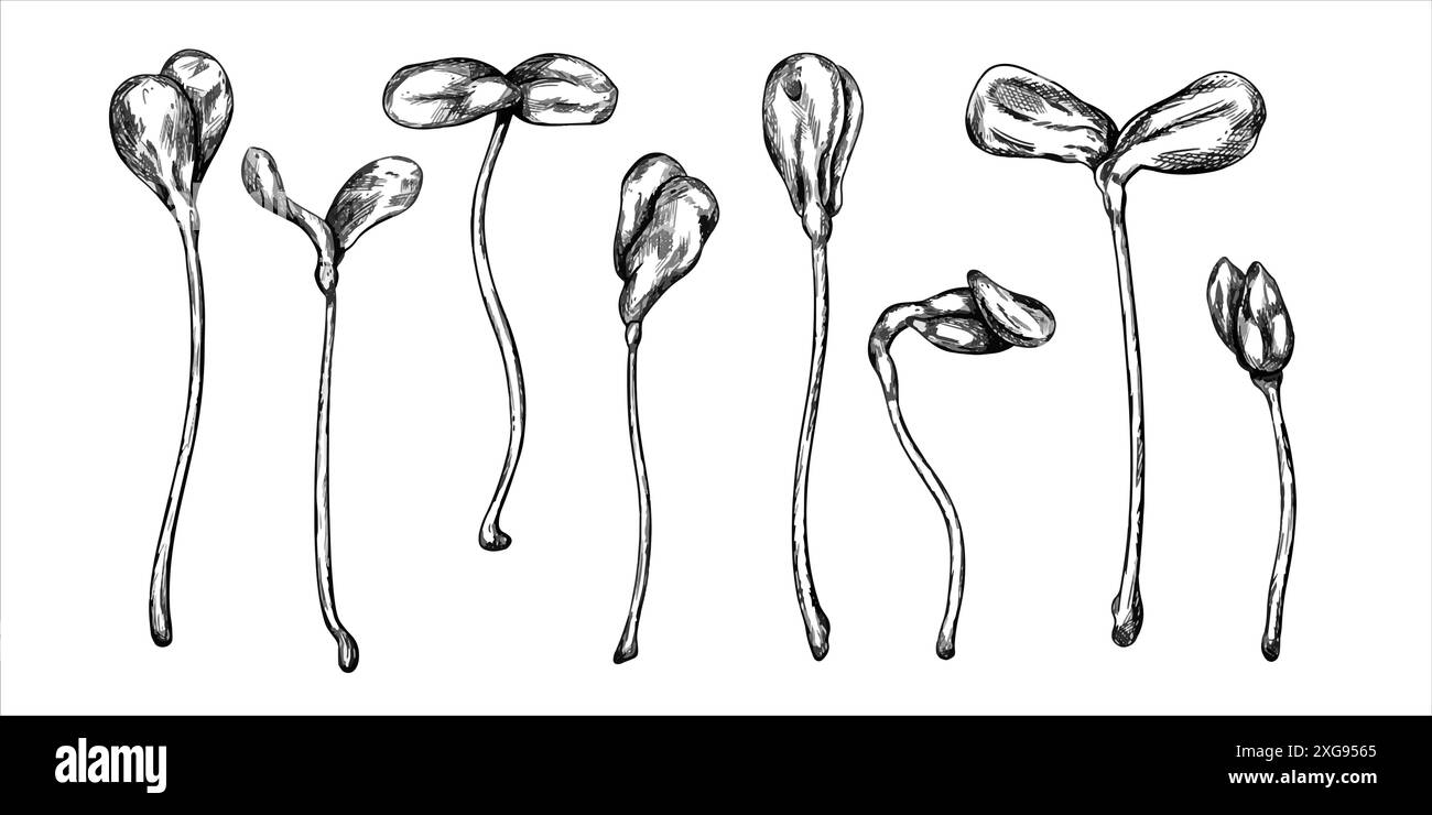 Sunflower micro-greenery in black ink graphically. Young seed seedlings ...