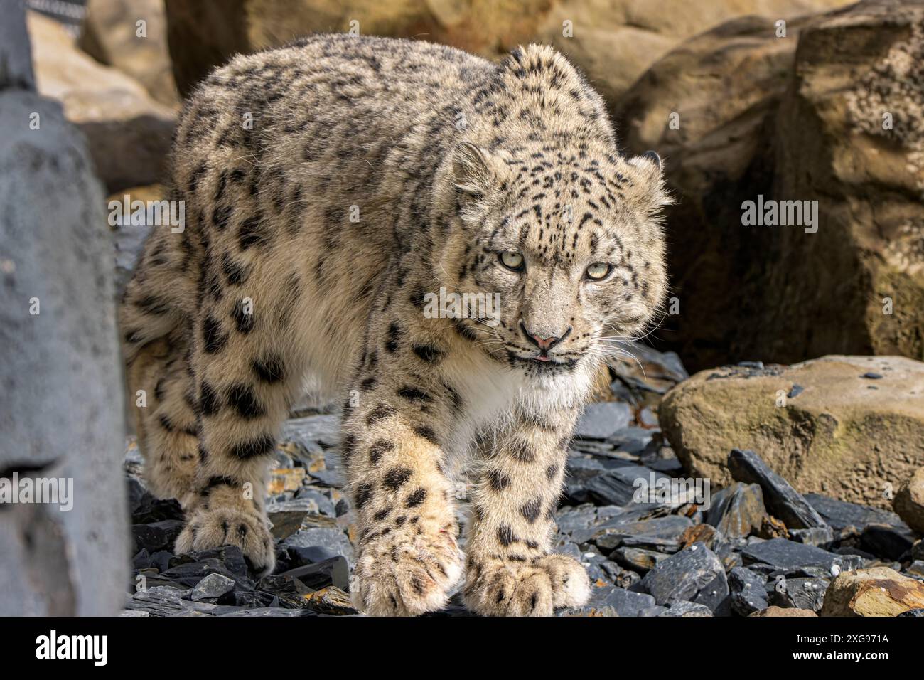 Leopard pics hi-res stock photography and images - Alamy