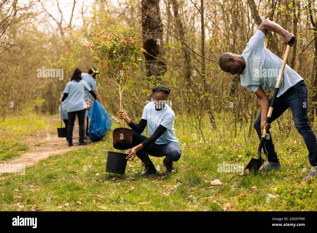 Volunteers team dig holes to plant trees in a woodland ecosystem ...