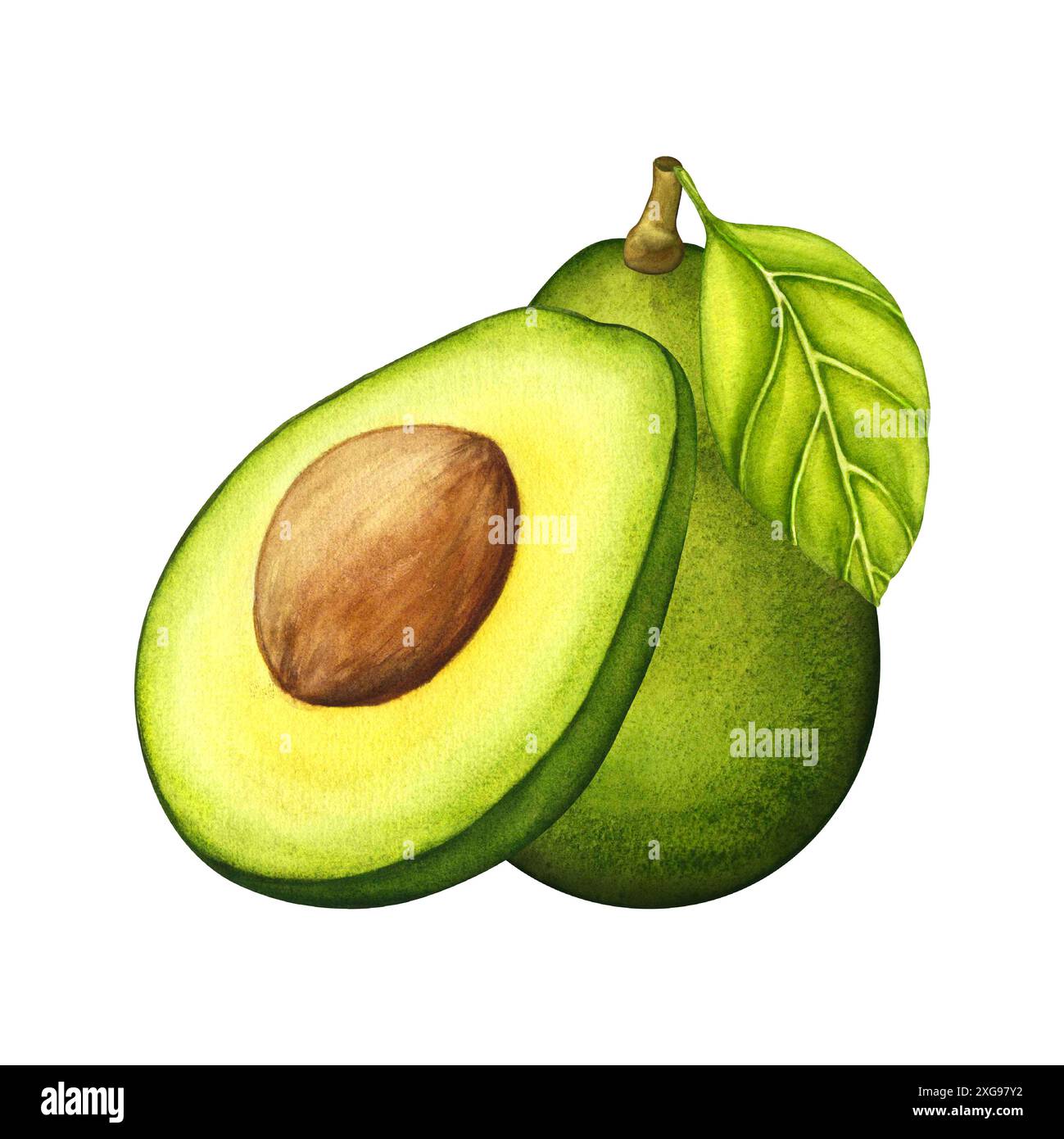 Avocado. Botanical drawing of Fruit. Watercolor illustration organic ...