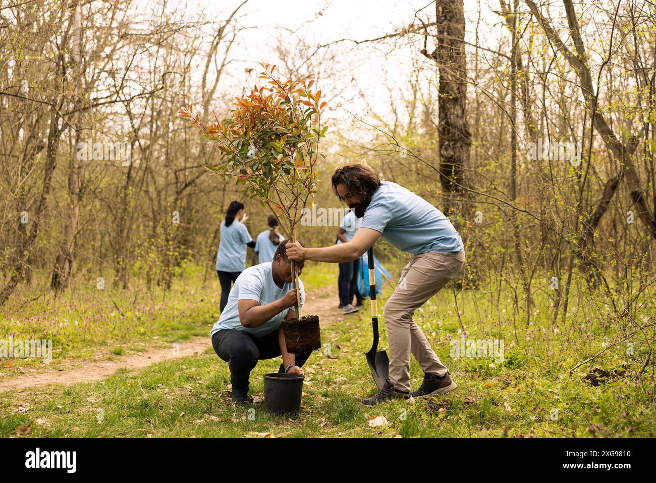 Team of environment volunteers digging holes and planting small trees ...