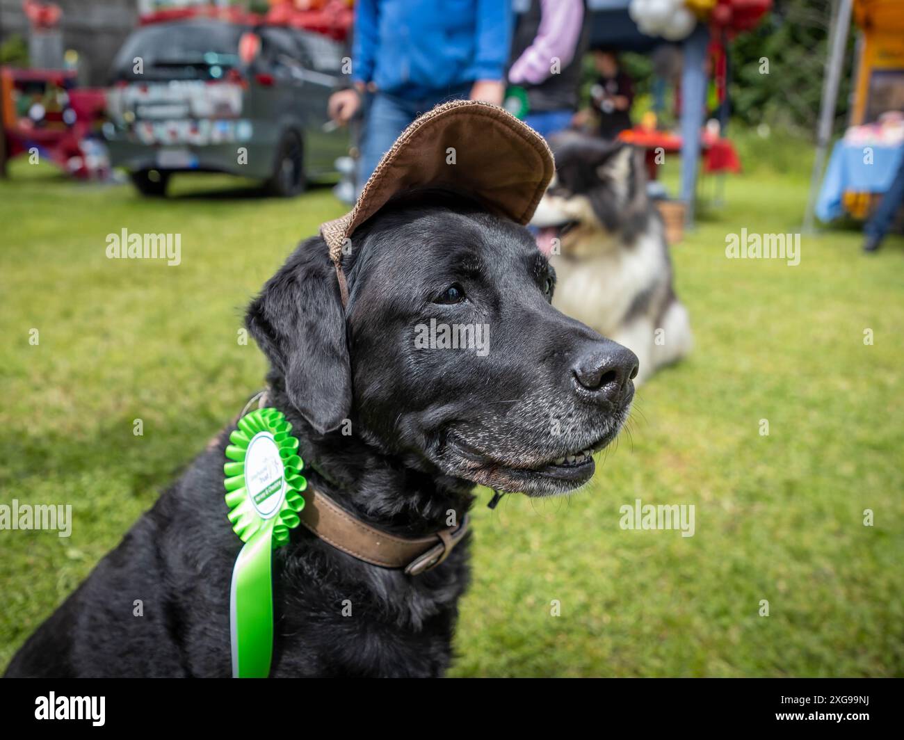 Bowser, a black Labrador, dons a cap for the dog show at the 2024 ...
