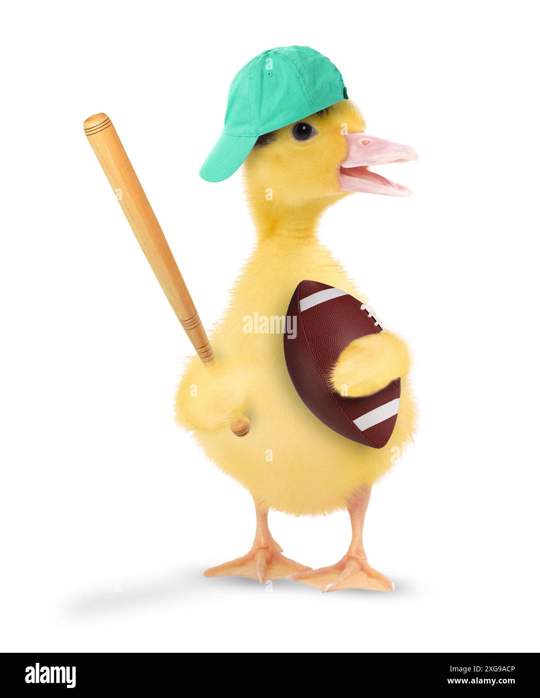 Cute fluffy duckling with cap, wooden bat and American football ball ...