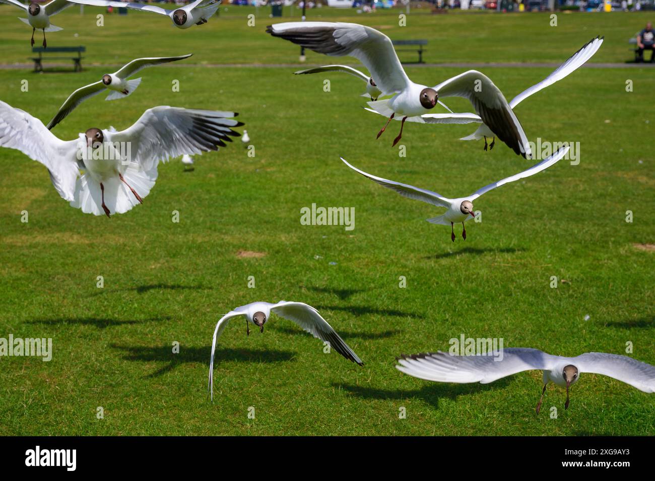 Gull species identification hi-res stock photography and images - Alamy