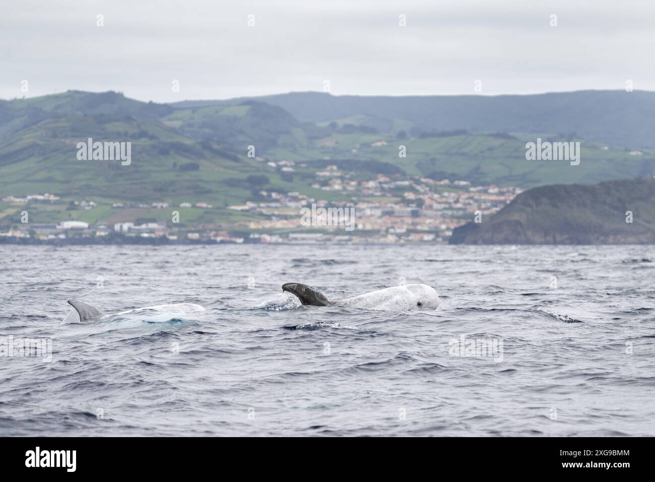 Risso's dolphin are breathing on the surface. Dolphins around Azores ...
