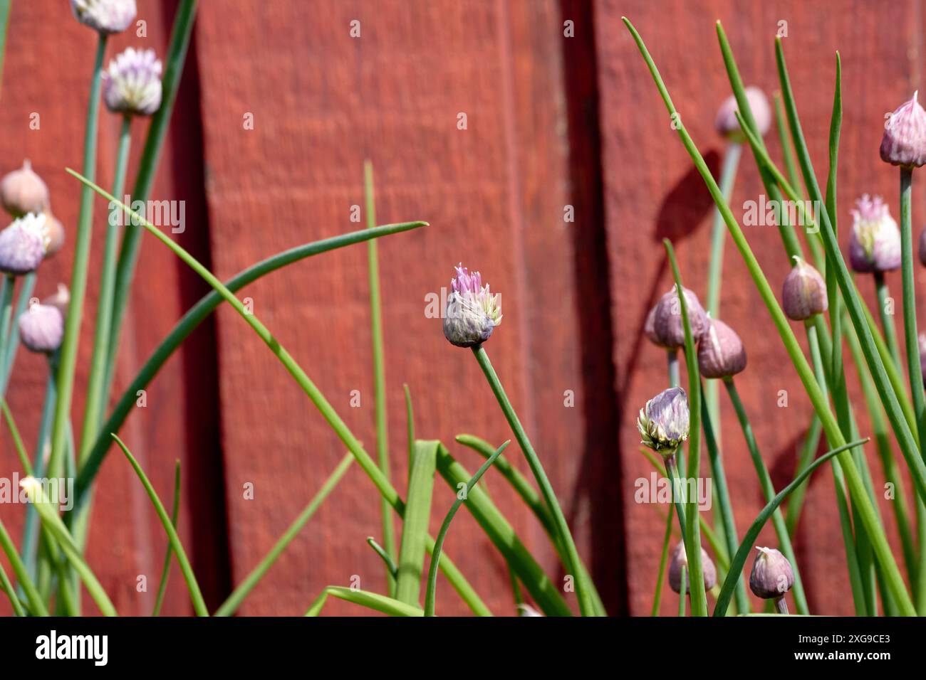 A bunch of chives ready to bloom Stock Photo - Alamy