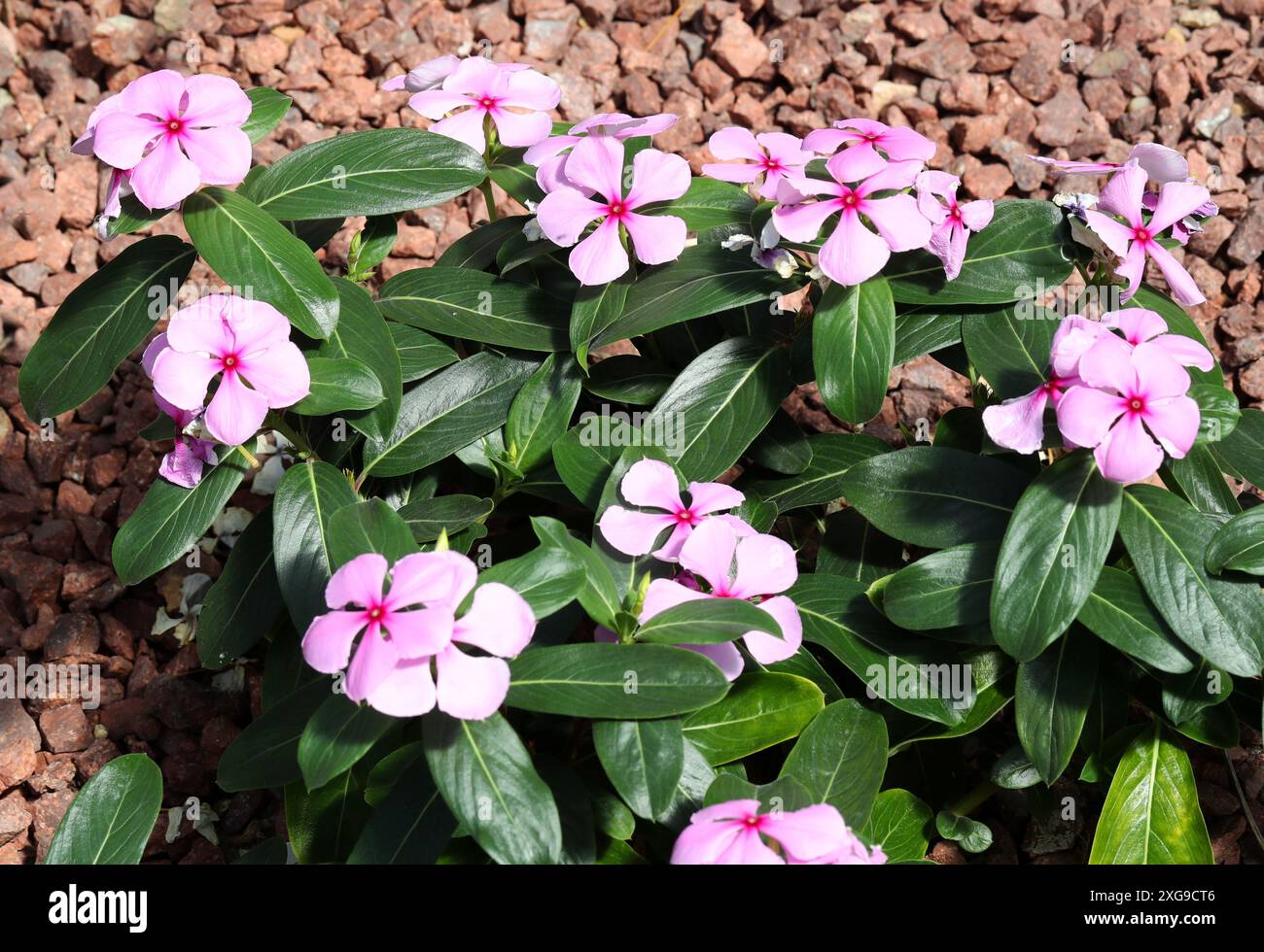 Madagascar Periwinkle, Cape Periwinkle, Catharanthus roseus ...