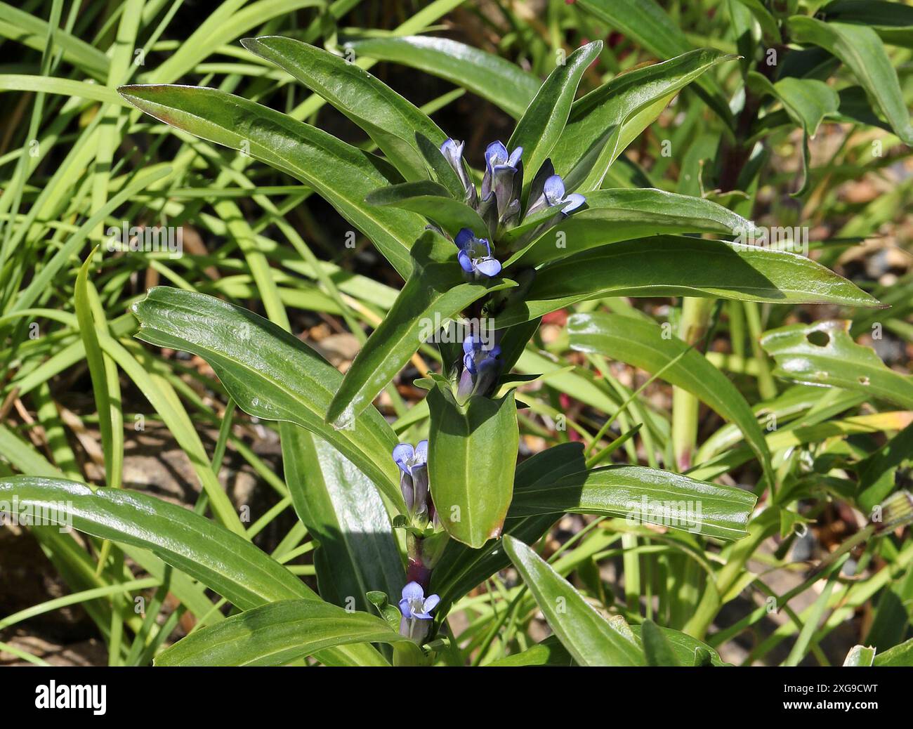 Temperate grasslands hi-res stock photography and images - Alamy