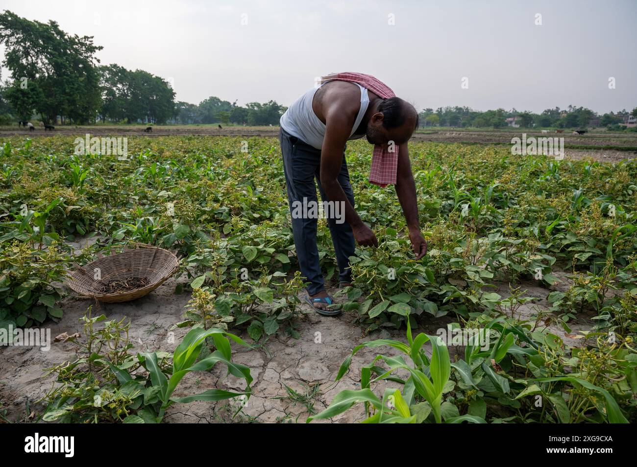 A farmer seen harvesting Moong (Green gram) crop from the field, Moong ...