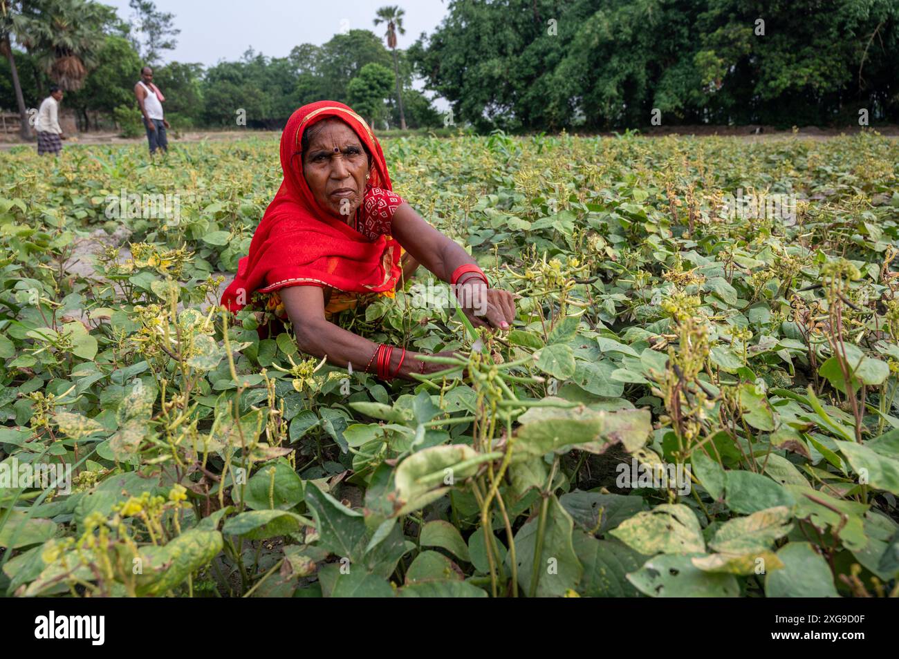 A woman farmer seen harvesting the Moong (Green gram) crop from the ...