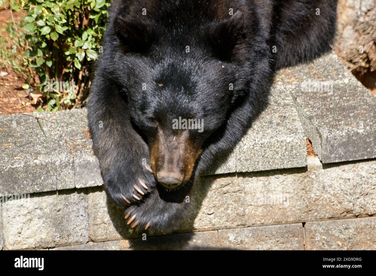 A bear is relaxing in a backyard on a cement wall Stock Photo - Alamy