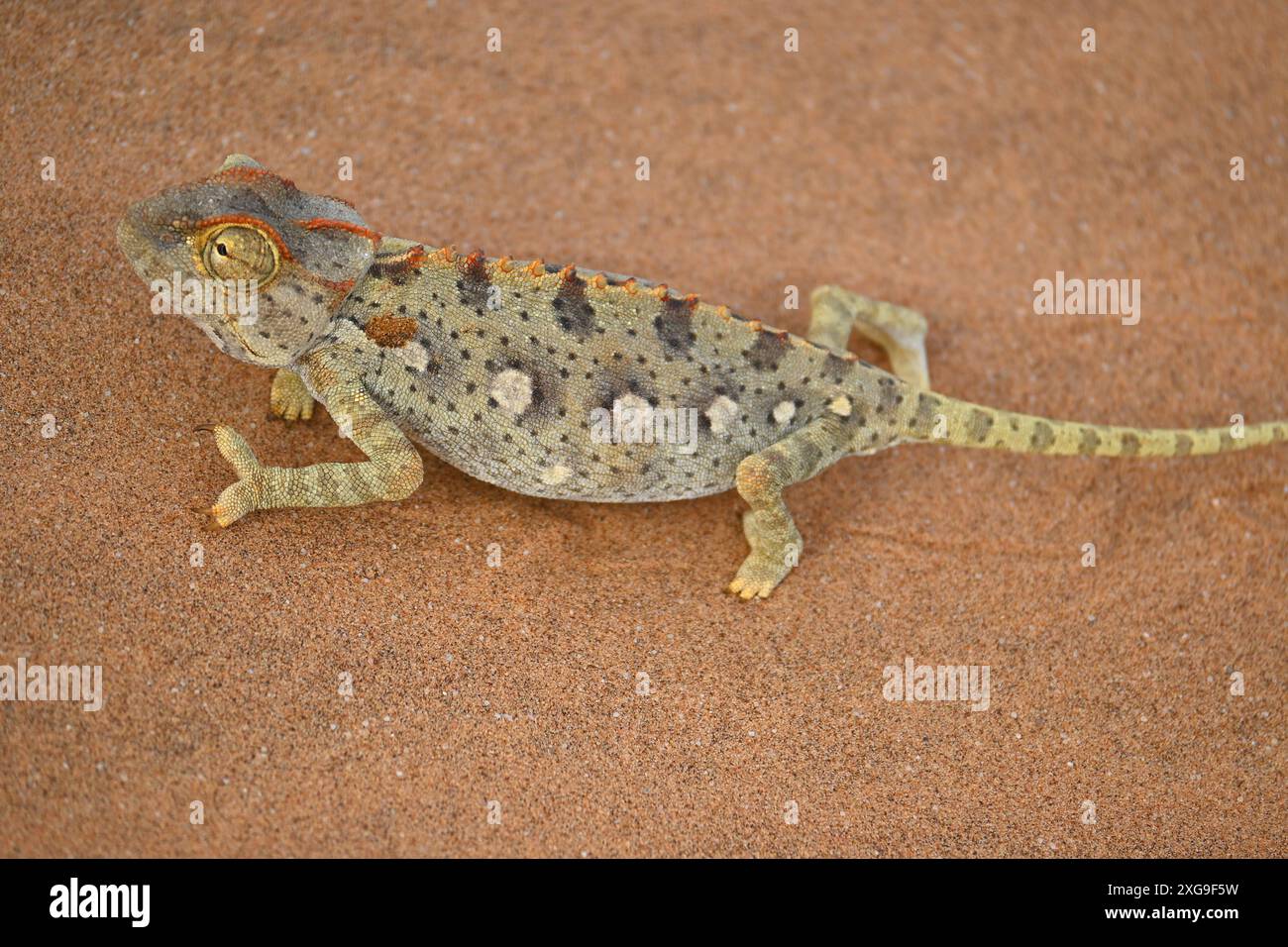 Extreme close up of a colorful and unique Namaqua Chameleon walking on ...
