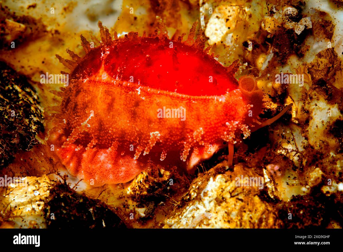 Chinese Cowry or Cowrie, Ovatipsa chinensis, showing the mantle ...