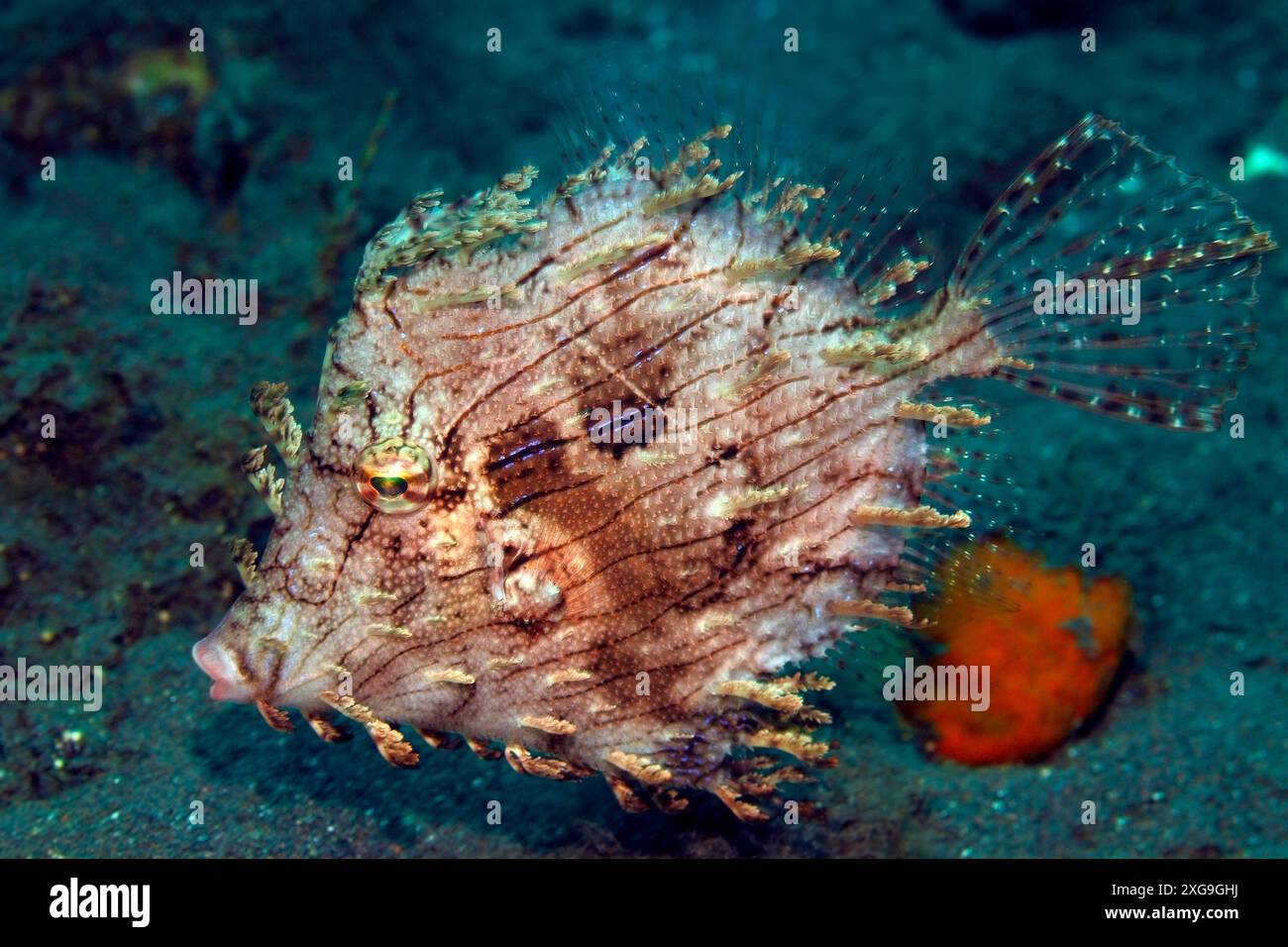 Tasselled filefish hi-res stock photography and images - Alamy