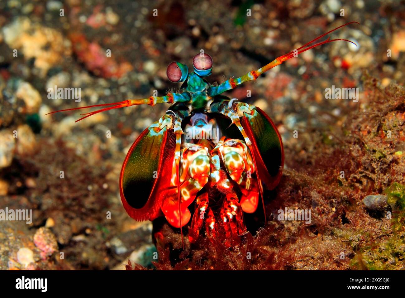 Peacock Mantis Shrimp, Odontodactylus scyllarus, also known as a ...
