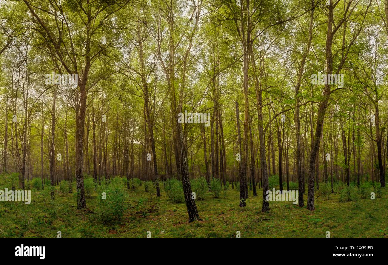 Green forest scene hi-res stock photography and images - Alamy