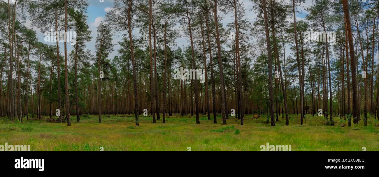 Panoramic forest scene with pine trees Stock Photo - Alamy