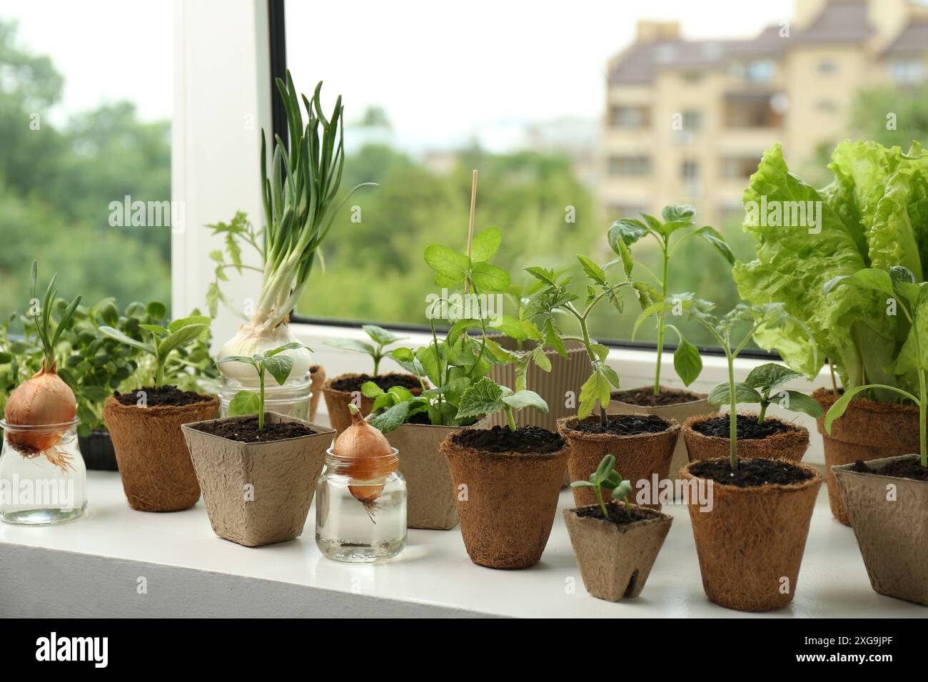 Many different seedlings growing in pots on window sill Stock Photo - Alamy