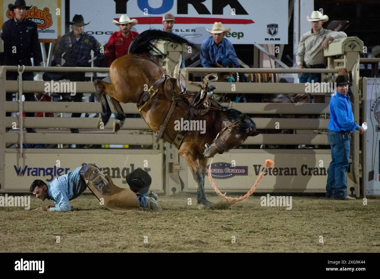 Prescott, Arizona, USA. 6th July, 2024. A rodeo contestant falls off ...