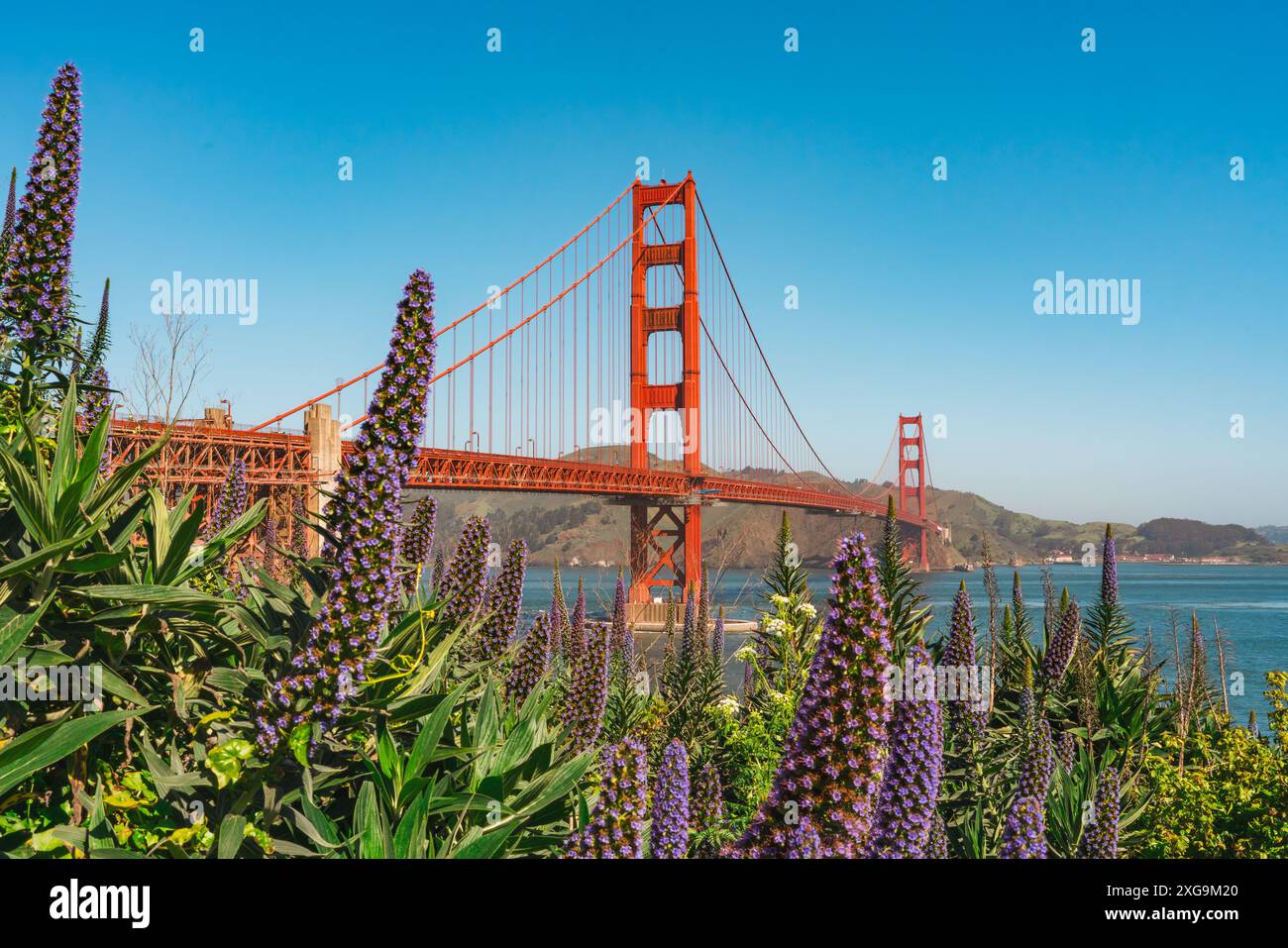 Springtime brings a floral spectacle to the iconic Golden Gate Bridge ...