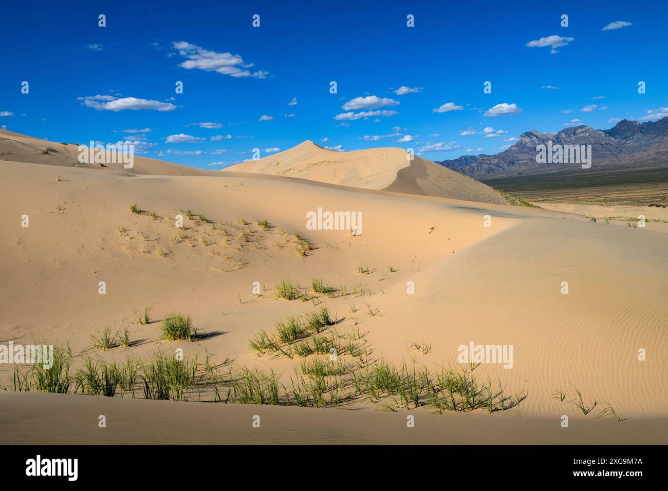 Kelso Dunes, also known as the Kelso Dune Field, is the largest field ...