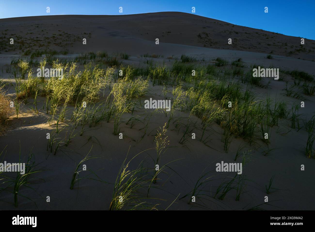 Kelso Dunes, also known as the Kelso Dune Field, is the largest field of aeolian sand deposits ...