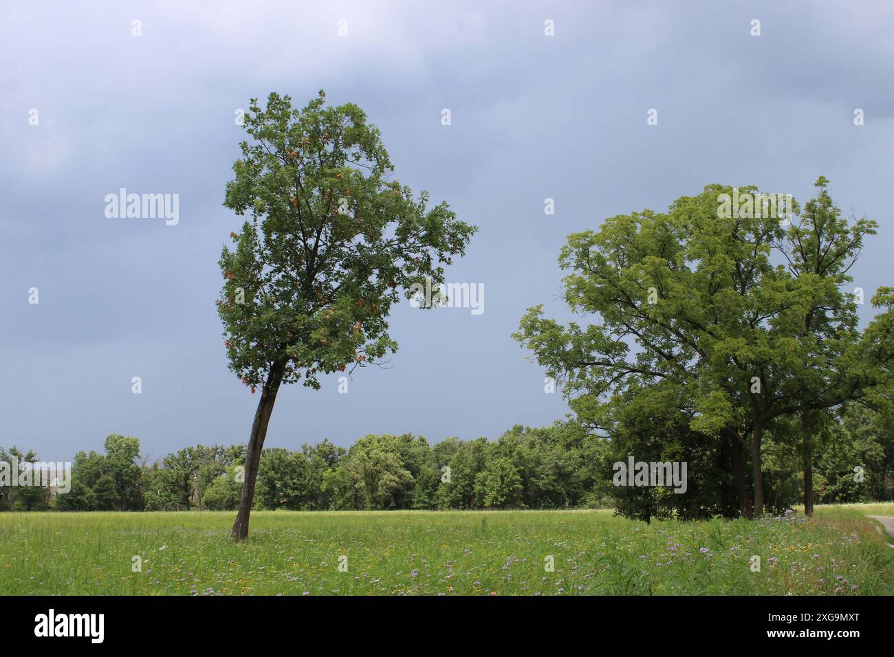 Leaning red oak tree in a meadow with dark clouds at Miami Woods in ...