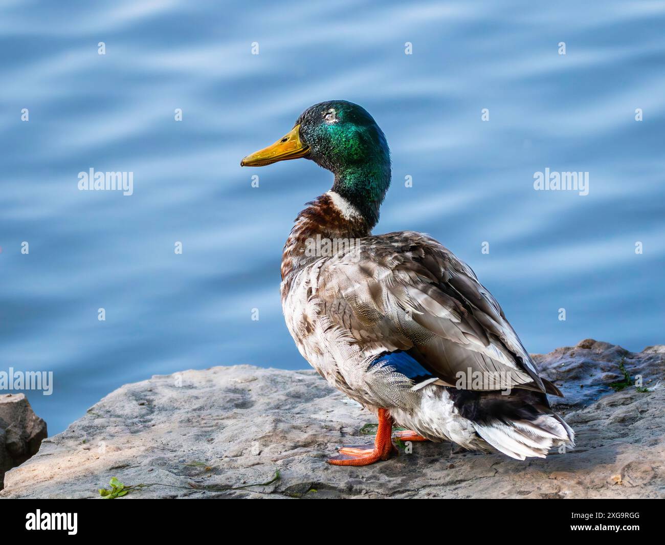 Beautiful drake male Mallard duck standing ion the stone ny the water ...