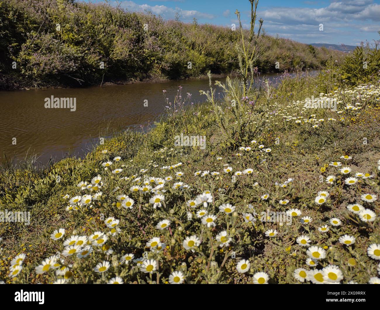 Tide water channel running across the Rocuant-Andalien coastal wetland ...