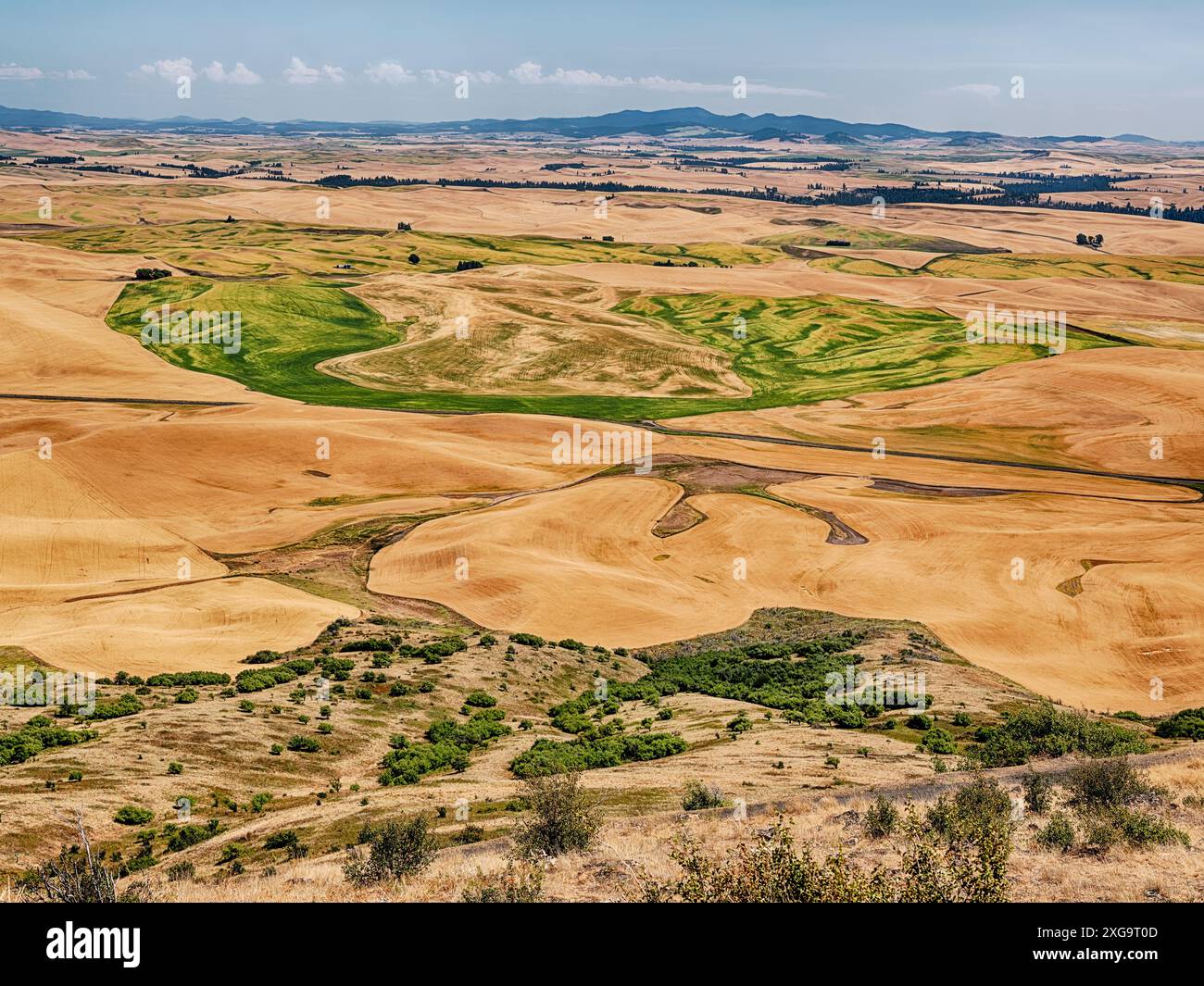 A wheat field in the Palouse with green crops forms the shape of a ...
