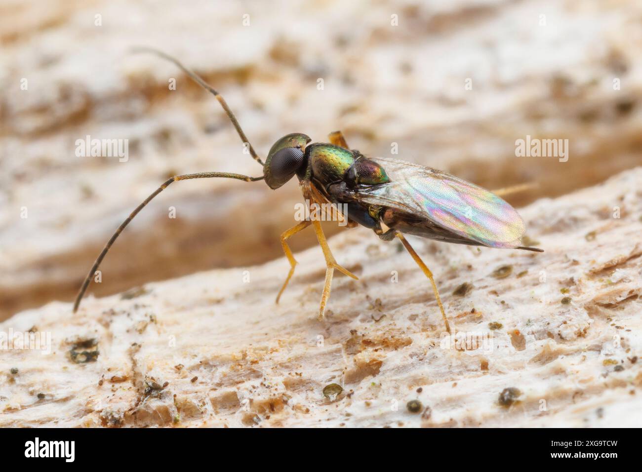 Encyrtid Wasp (Copidosoma sp.) - Female Stock Photo - Alamy