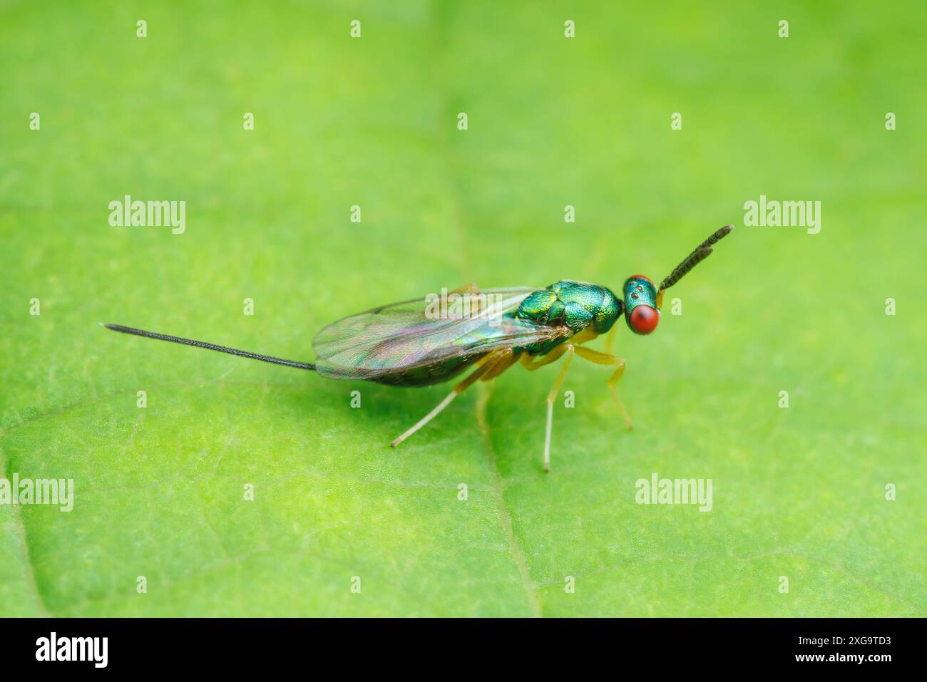 Torymidae hi-res stock photography and images - Alamy